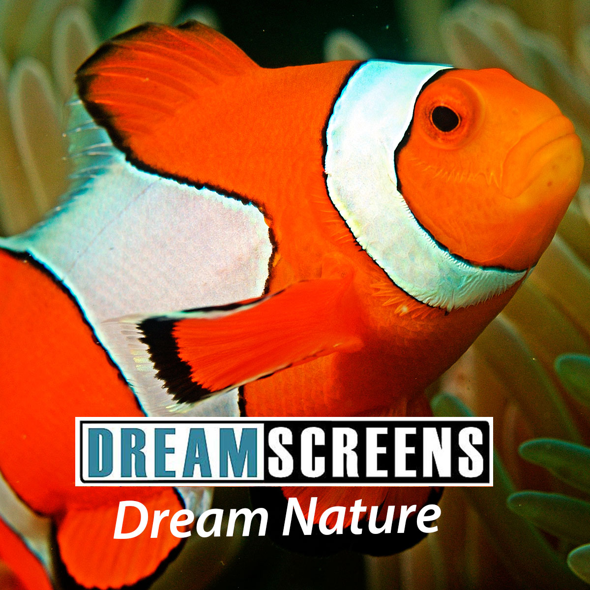 Dream Nature - Dreamscreens: Dream Art Collection